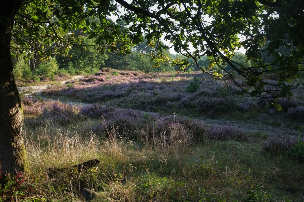 Wahner Heide Blütezeit – Heideblüte in der Wahner Heide I 10 Tipps